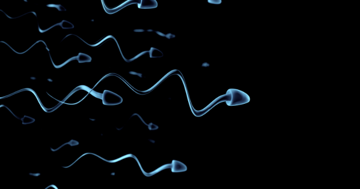 Researchers discover spiralling flow provides sperm with extra boost
